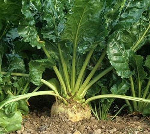 Pelleted Sugar Beet Seeds 20 Seed Pack