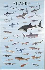 Sharks Poster (Posters): Dover: 9780486390192: Amazon.com: Books