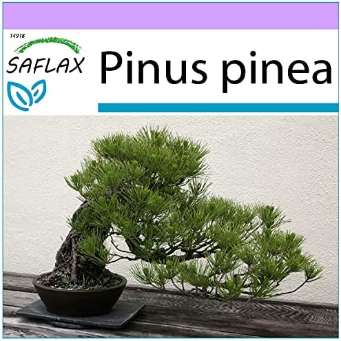 Bonsai - Stone Pine - 6 Seeds - Pinus pinea price in Saudi Arabia ...
