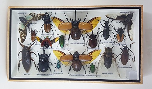 Real Beetles Mix Specimen Big Assorted Mounted Bug Insect - Want It All