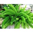 Amazon.com : MITRAEE 100pcs Foxtail Fern Plant Seeds : Patio, Lawn & Garden