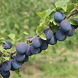 Damson plum tree for sale - Grow plants