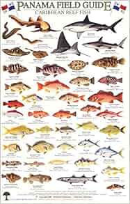 Panama Caribbean Reef Fish Identification Guide (Laminated Single Sheet ...