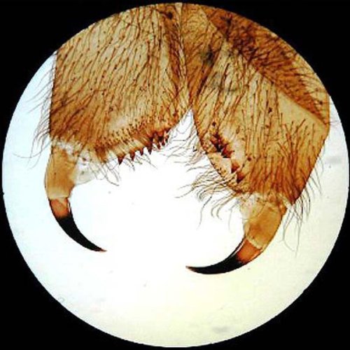 Dissecting Microscope Specimen