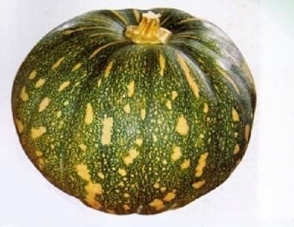 10 Seeds - Jamaican Pumpkin Seed (Calabaza) Aka Indians Amir,Pumpkin ...