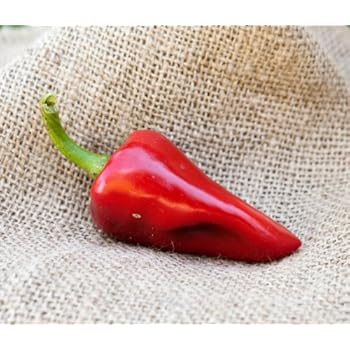 Amazon.com : Guindilla Pepper Heirloom Basque Region Pepper Premium ...