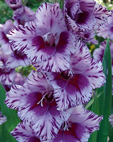 How To Grow Gladiolus And Add Color To Your Garden