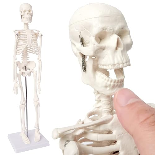 EVOTECH SCIENTIFIC Mini Human Skeleton Model for Anatomy, 17.7'' Full ...