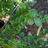 Kei apple - How to grow & care