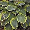 Abiqua Moonbeam Hosta - thehostafarm.com