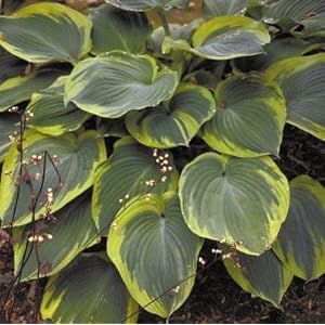 Abiqua Moonbeam Hosta - thehostafarm.com