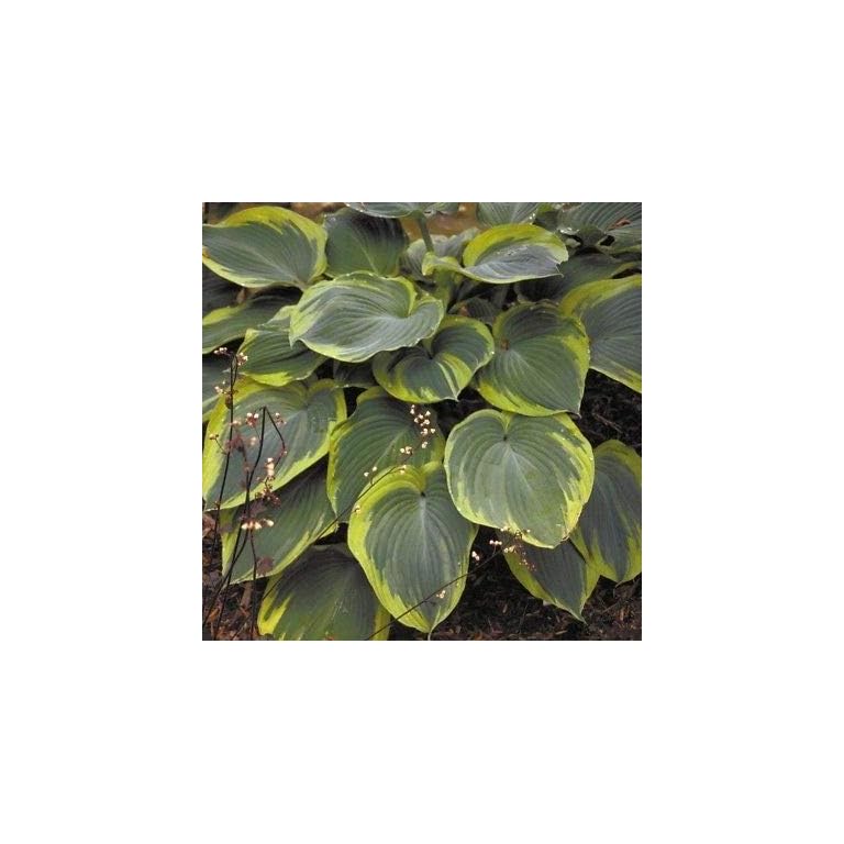 Abiqua Moonbeam Hosta - thehostafarm.com