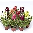 Amazon.com : Park Seed Snap Dragon Flower Plant Seeds – Snaptini Mix ...