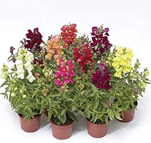 Amazon.com : Park Seed Snaptini Mix Dwarf Snapdragon Seeds, Classic ...