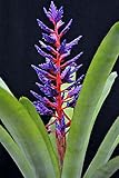 Aechmea tayoensis - How to grow plants