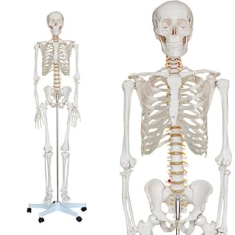 Human Skeleton Model 180cm plus stand - Anatomical Model: Amazon.co.uk ...