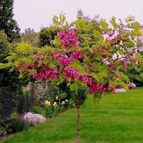 Rose Locust Tree Seeds (Robinia hispida fertilis) 15+ Seeds in Oman ...