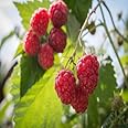 Amazon.com : Killarney Raspberry - 1 Red Raspberry Plant - Everbearing ...