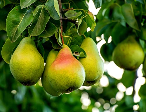 Pear Tree Seeds -20 Seeds - Grow Fresh Pears - Made In USA. Ships From ...