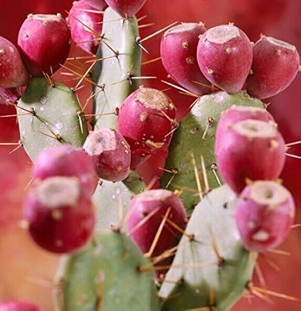 Promotion!!! 200 pcs Prickly pear cactus- edible fruit seeds flower ...
