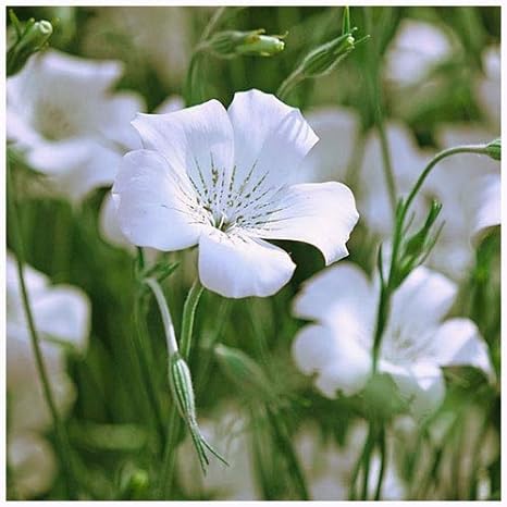 Agrostemma githago 'Bianca' Seeds. White Corncockle: Amazon.co.uk ...