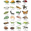 24PCS Life Cycle Figures,Insect Figurines Life Cycle of Monarch ...