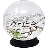 Amazon.com : Ecosphere Small Sphere : Aquariums : Pet Supplies