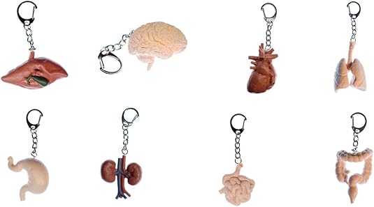 Miniblings 8X Organs Set Key Ring Key Chains Human Anatomy Doctor ...
