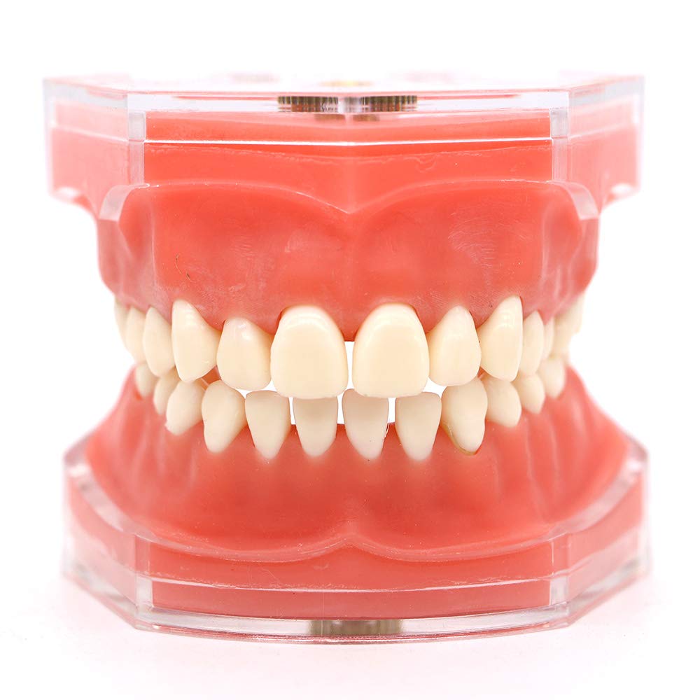 Dental standard orthodontic plastic teeth model 4004 with 28 removeable ...