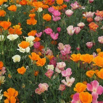 Amazon.com: Outsidepride California Poppy Mission Bells - 10000 Seeds ...