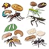 TOYMANY 16PCS Insect Figurines Life Cycle of Stag Beetle,Honey Bee ...