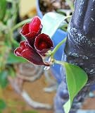 Lipstick plant for sale - Grow plants