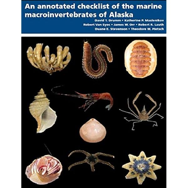 Marine Invertebrates Examples Animals