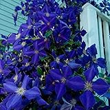 Clematis flower - How to grow & care