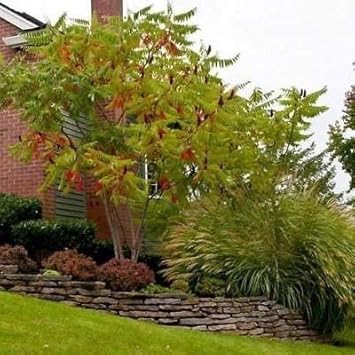 Staghorn Sumac Tree Seeds (Rhus typhina) 40+Seeds: Amazon.co.uk: Garden ...