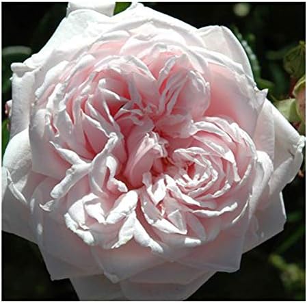 Rosa Peter Beales ‘Awakening’ Climbing Rose – BigaMart