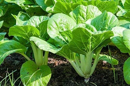 SeeKay Pak Choi Canton Dwarf White - 1200 Seeds - Oriental Vegetable ...