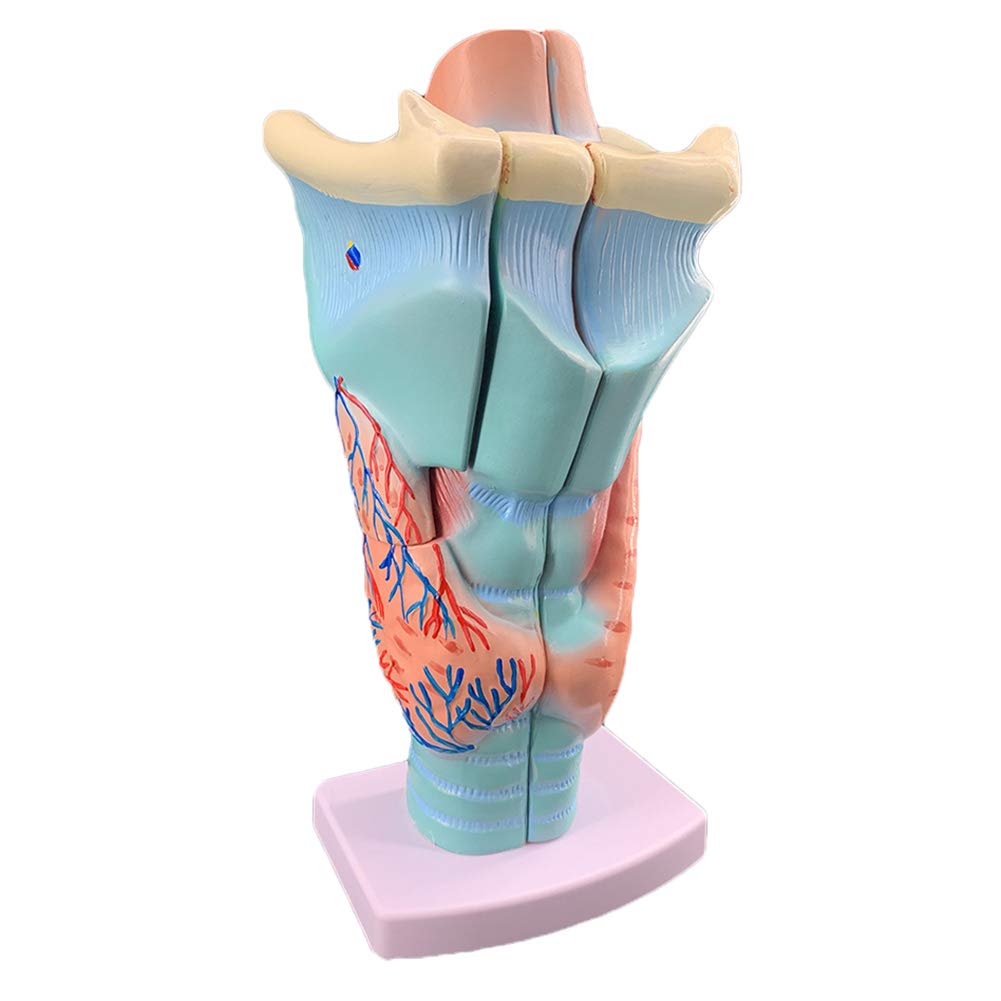 Buy FDCJK Human Throat Model, Pharynx & Larynx Anatomical Chart, Human ...