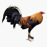 Amazon.com: Gallos Gamefowl - Black Logo Sticker Bumper Sticker Vinyl ...