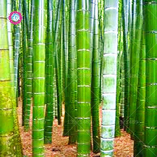 Buy 40 Chinese Moso Giant Bamboo Phyllostachys heterocycla Pubescens ...