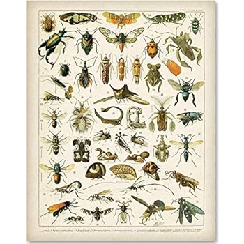 Amazon.com: Laminated Insect Identification Educational Science Chart ...