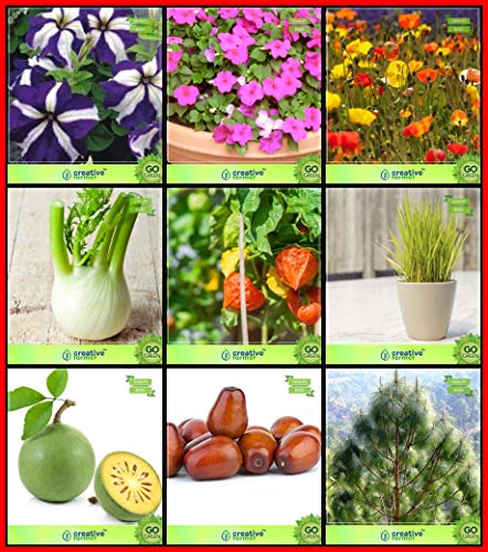 Buy Creative Farmer Seeds And Plants Combo Flower Seeds & Tree Seeds ...