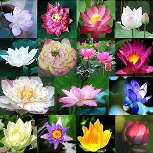 Liveseeds - Lotus Flower (5) Seeds - Nelumbo Nucifera - Sacred Water ...
