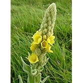 Amazon.com : KVITER 1000 Mullein Seeds (Verbascum Thapsus) - Mullen ...