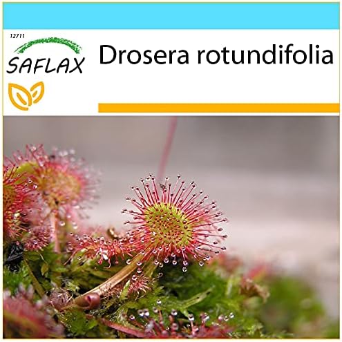 سعر Gift Set - Round Leaved Sundew - 50 Seeds - Drosera rotundifolia فى ...