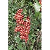 Amazon.com : MITRAEE 100pcs Sarsaparilla nostrana Plant Seeds : Patio ...