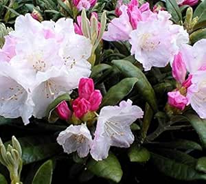 Amazon.com: Yaku Princess Rhododendron - Live Plant - Quart Pot ...