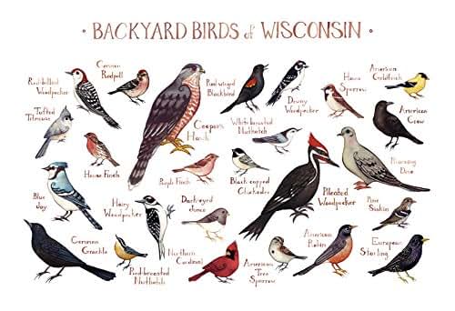 Amazon.com: Backyard Birds of Wisconsin Field Guide Art Print: Handmade