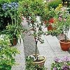 25 Bonsai Dwarf Cherry Tree Seeds | Indoor or Outdoor Fruit Tree | Made ...