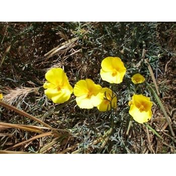 Amazon.com : 1000 DWARF YELLOW CALIFORNIA (Tufted) POPPY Eschscholzia ...